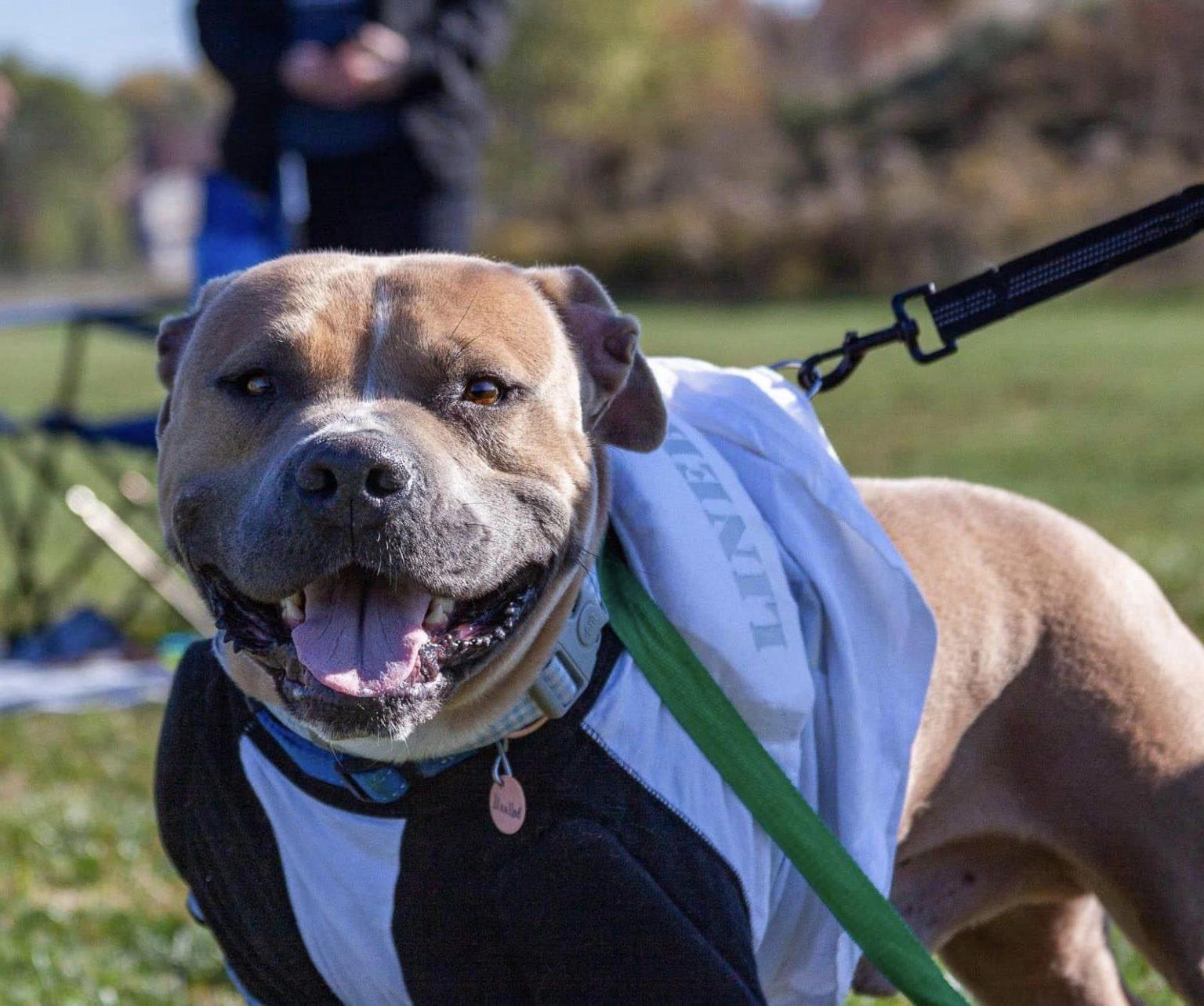 Home at Last Dog Rescue - We Rescue Superpups