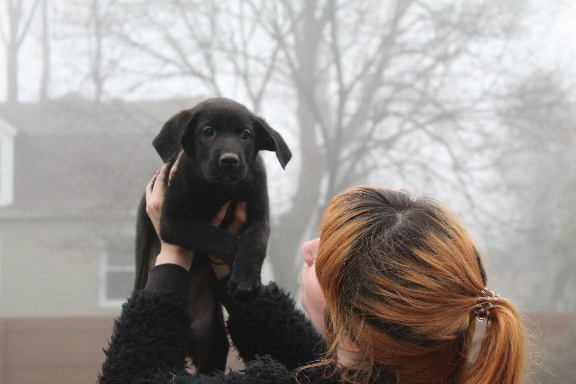 Home at Last Dog Rescue - We Rescue Superpups
